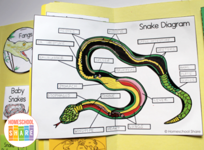 Snakes Lapbook - Homeschool Share