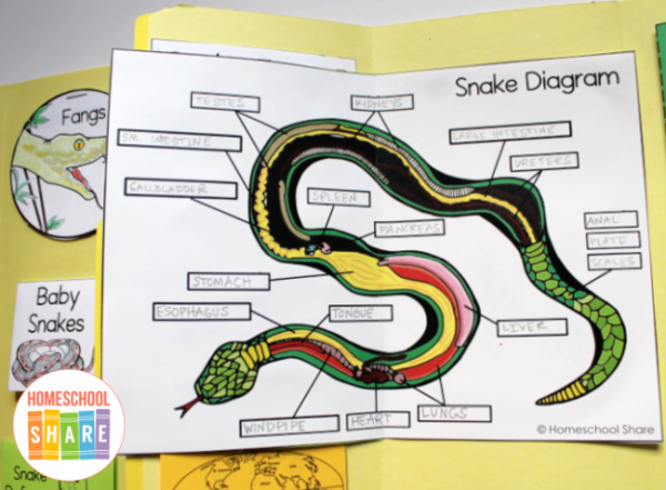 Snakes Lapbook - Homeschool Share