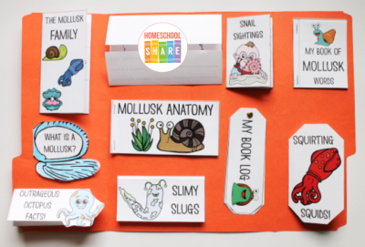Mollusks Lapbook - Homeschool Share