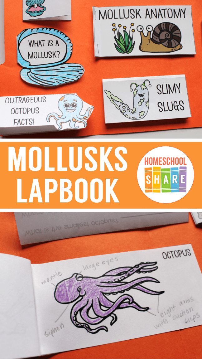 Mollusks Lapbook - Homeschool Share