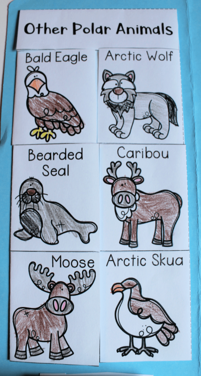 Polar Animals Lapbook - Homeschool Share