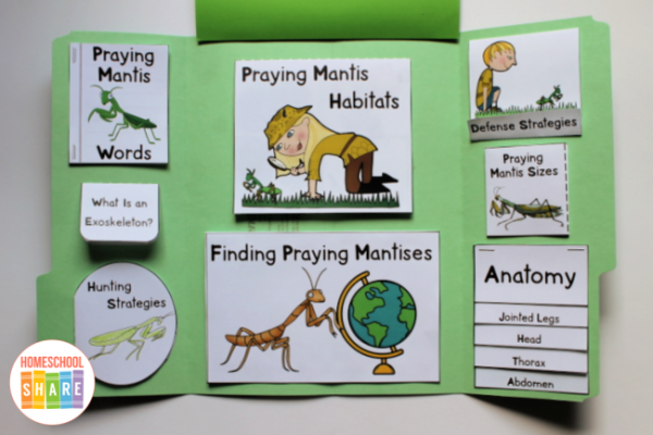 Praying Mantis Lapbook - Homeschool Share