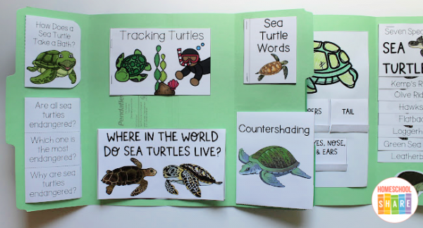 Free Sea Turtle Lapbook - Homeschool Share