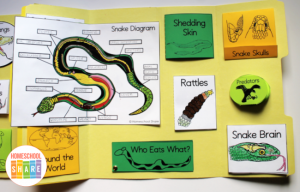 Animal Lapbooks - Homeschool Share