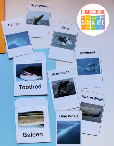 Whales Lapbook - Homeschool Share