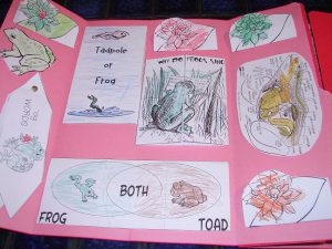 Frogs Lapbook – Homeschool Share
