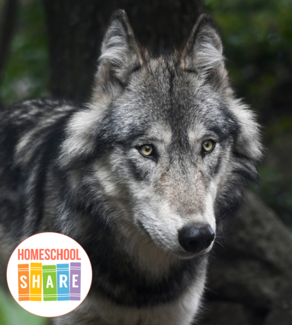 Gray Wolf Lapbook - Homeschool Share