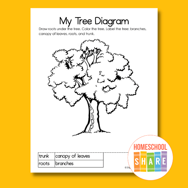 The Lorax Worksheet Science