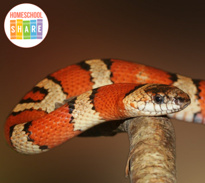 Snakes Lapbook - Homeschool Share