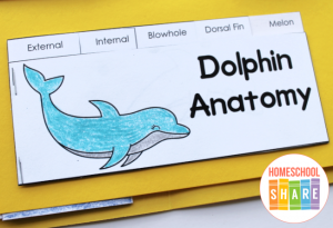 Free Dolphin Lapbook - Homeschool Share