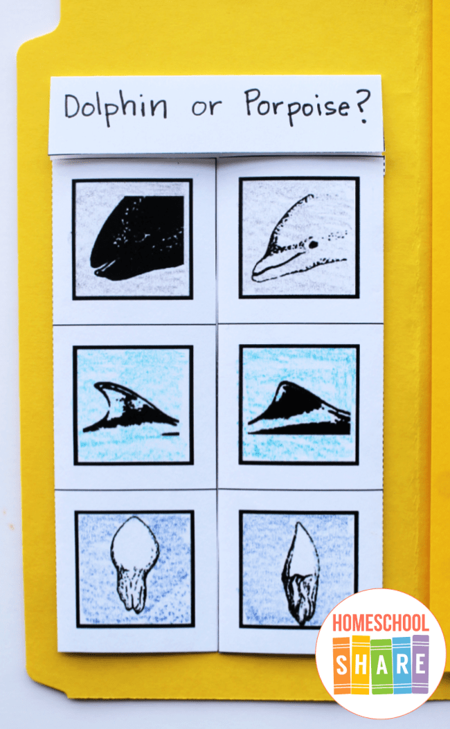 Free Dolphin Lapbook - Homeschool Share