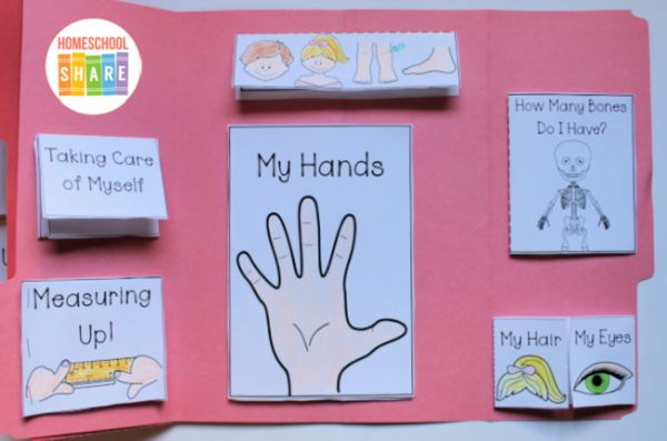 My Body Lapbook - Homeschool Share