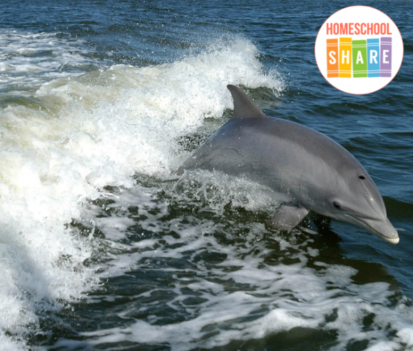 Free Dolphin Lapbook - Homeschool Share