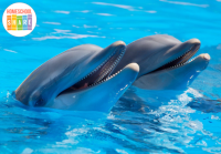 Free Dolphin Lapbook - Homeschool Share