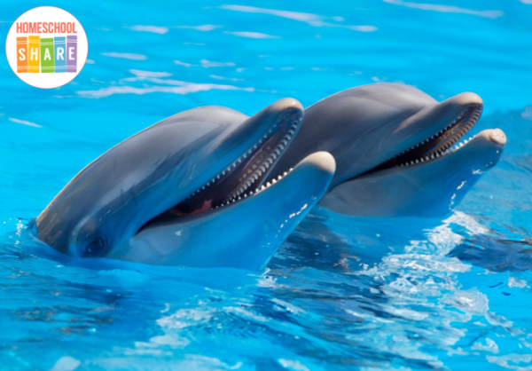 Free Dolphin Lapbook - Homeschool Share