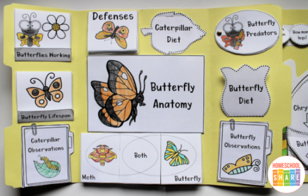 Free Butterfly Lapbook - Homeschool Share