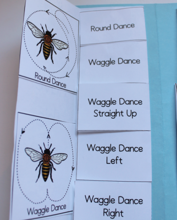 Honeybee Lapbook - Homeschool Share