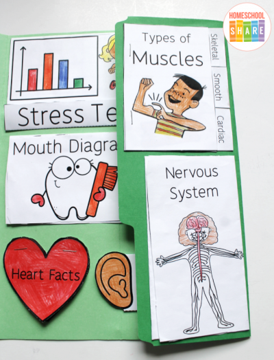 Human Body Lapbook - Homeschool Share