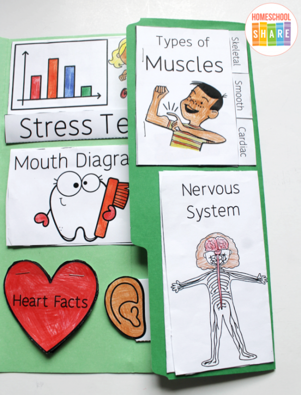 Human Body Lapbook - Homeschool Share