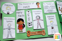 Creative Lapbook Ideas to Inspire Your Students - Homeschool Share