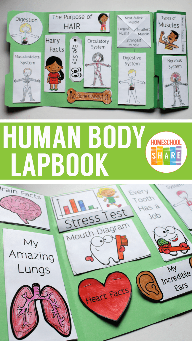 Human Body Lapbook - Homeschool Share