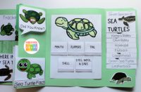 Free Sea Turtle Lapbook - Homeschool Share