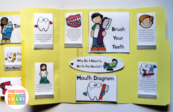 Teeth Unit Study & Lapbook (Free!) - Homeschool Share