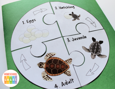 Sea Turtle Word Search (free!) - Homeschool Share