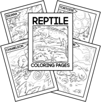 Reptiles Coloring Pages - Homeschool Share