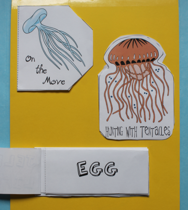 Jellyfish Lapbook - Homeschool Share