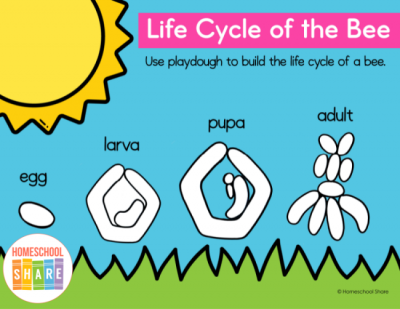 Free Bee Life Cycle Playdough Mats - Homeschool Share