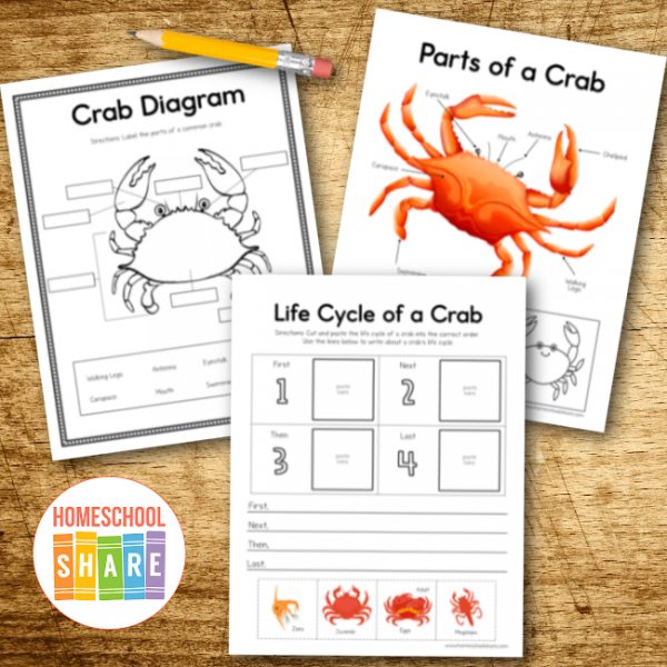 Arthropods Unit Study - Homeschool Share