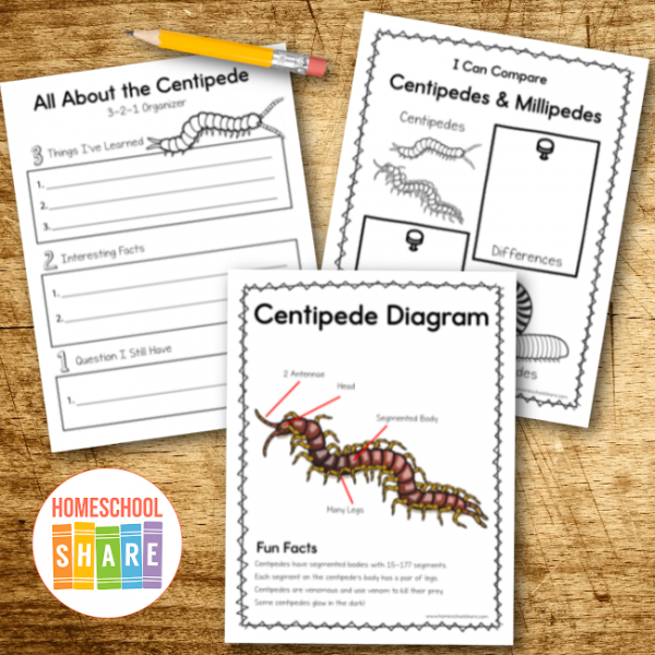 Arthropods Unit Study - Homeschool Share