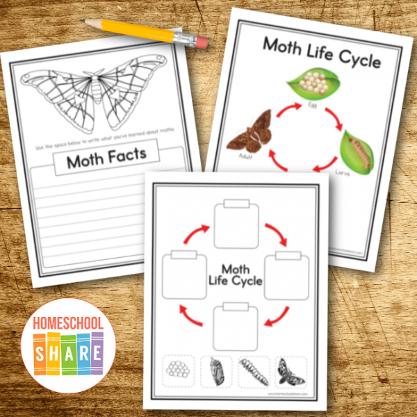 Arthropods Unit Study - Homeschool Share