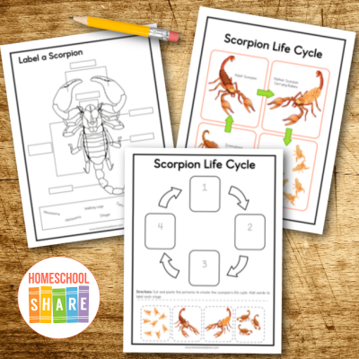Arthropods Unit Study - Homeschool Share