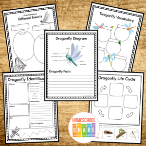 Free Insects Worksheets - Homeschool Share