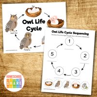 Free Owl Printables - Homeschool Share