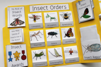 Insects Lapbook - Homeschool Share