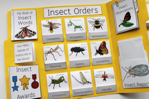 Insects Lapbook - Homeschool Share