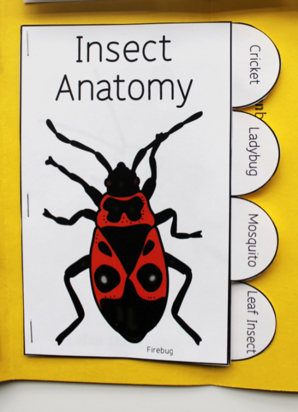 Insects Lapbook - Homeschool Share