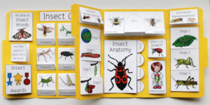 Insects Lapbook - Homeschool Share