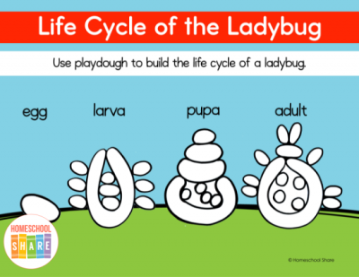 Free Ladybug Life Cycle Playdough Mats - Homeschool Share