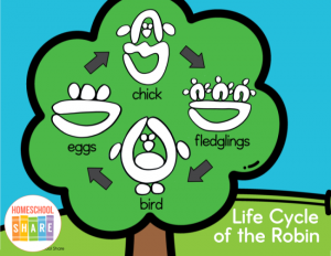 Free Bird Life Cycle Playdough Mats - Homeschool Share