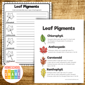 Printable Leaf Worksheets and Activities - Homeschool Share