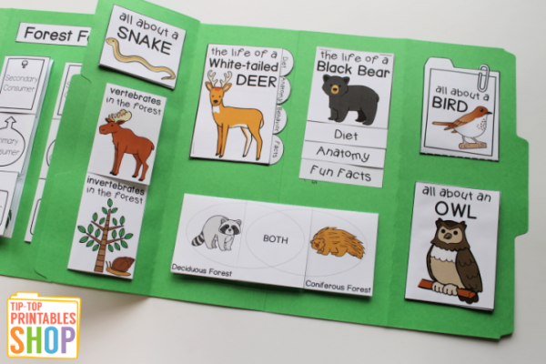 Forest Lapbook - Homeschool Share