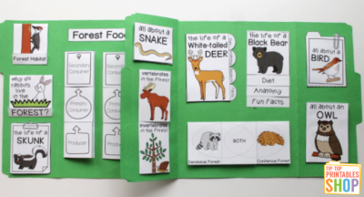 Forest Lapbook - Homeschool Share
