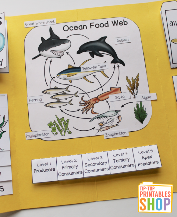 Ocean Lapbook - Homeschool Share