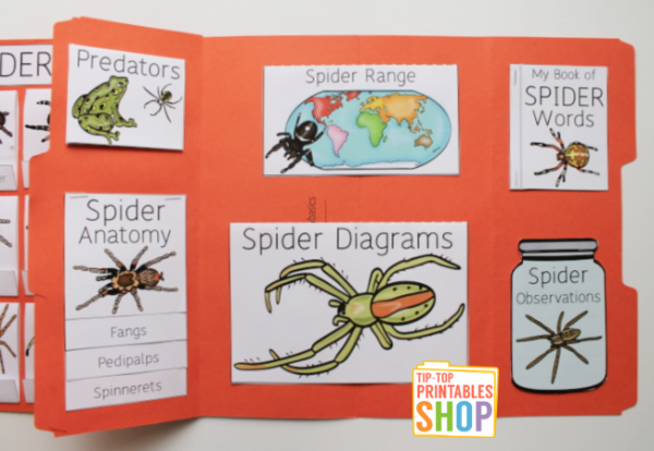 Spider Lapbook - Homeschool Share