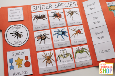 Spider Lapbook - Homeschool Share