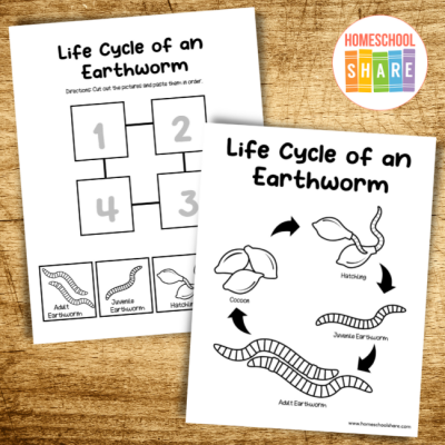 Earthworm Life Cycle For Kids